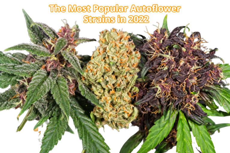 The Most Popular Autoflower Strains in 2022 – SeedsPlug