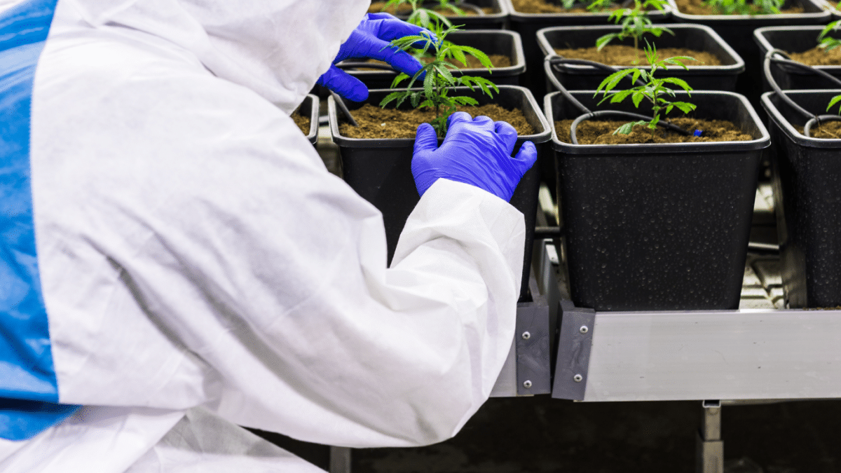 How to Grow Autoflowers: A Beginner's Guide